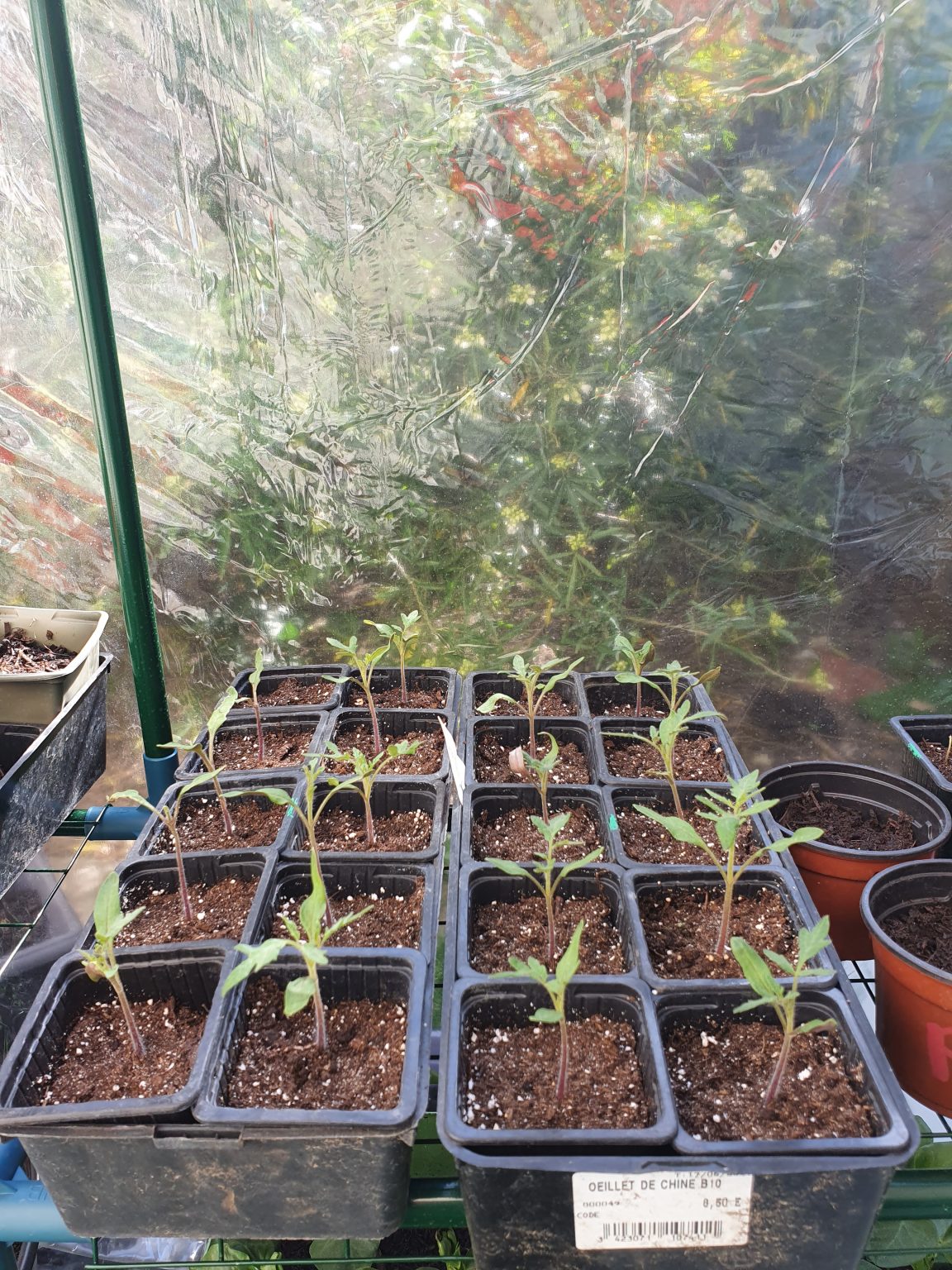 Etapes de la culture de tomate - Mimie boutique